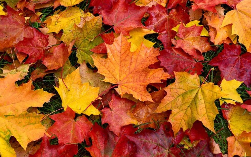 Red River Gorge Tourism | Explore RRG and Natural Bridge